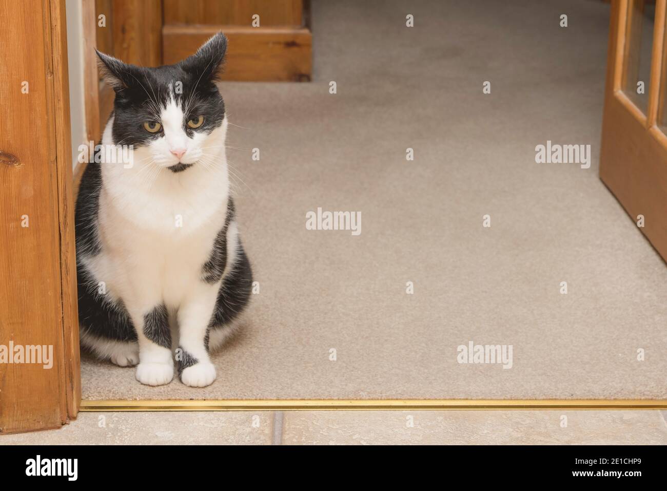 Cat on door frame hi-res stock photography and images - Alamy