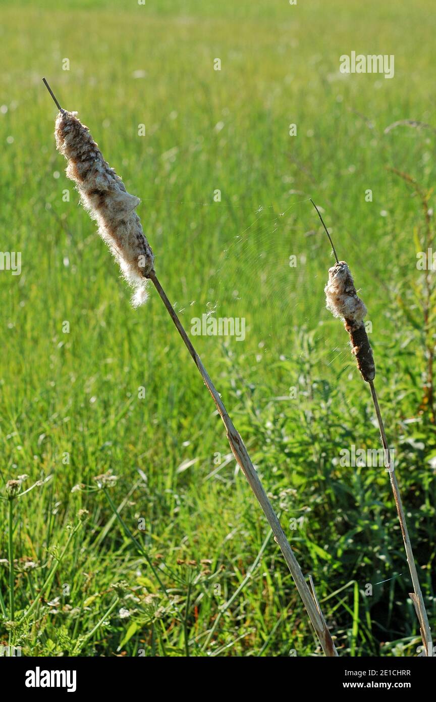 Seed heads of Reedmace, (Typha latifolia) West Sussex Coastal Plain ...