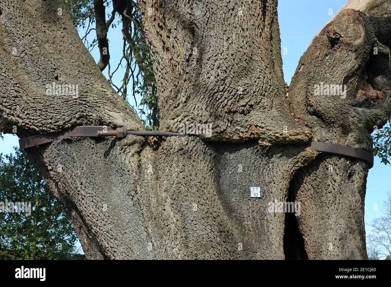 Holm Oak, (Quercus ilex), Live Oak, Evergreen Oak, or Holly Oak ...