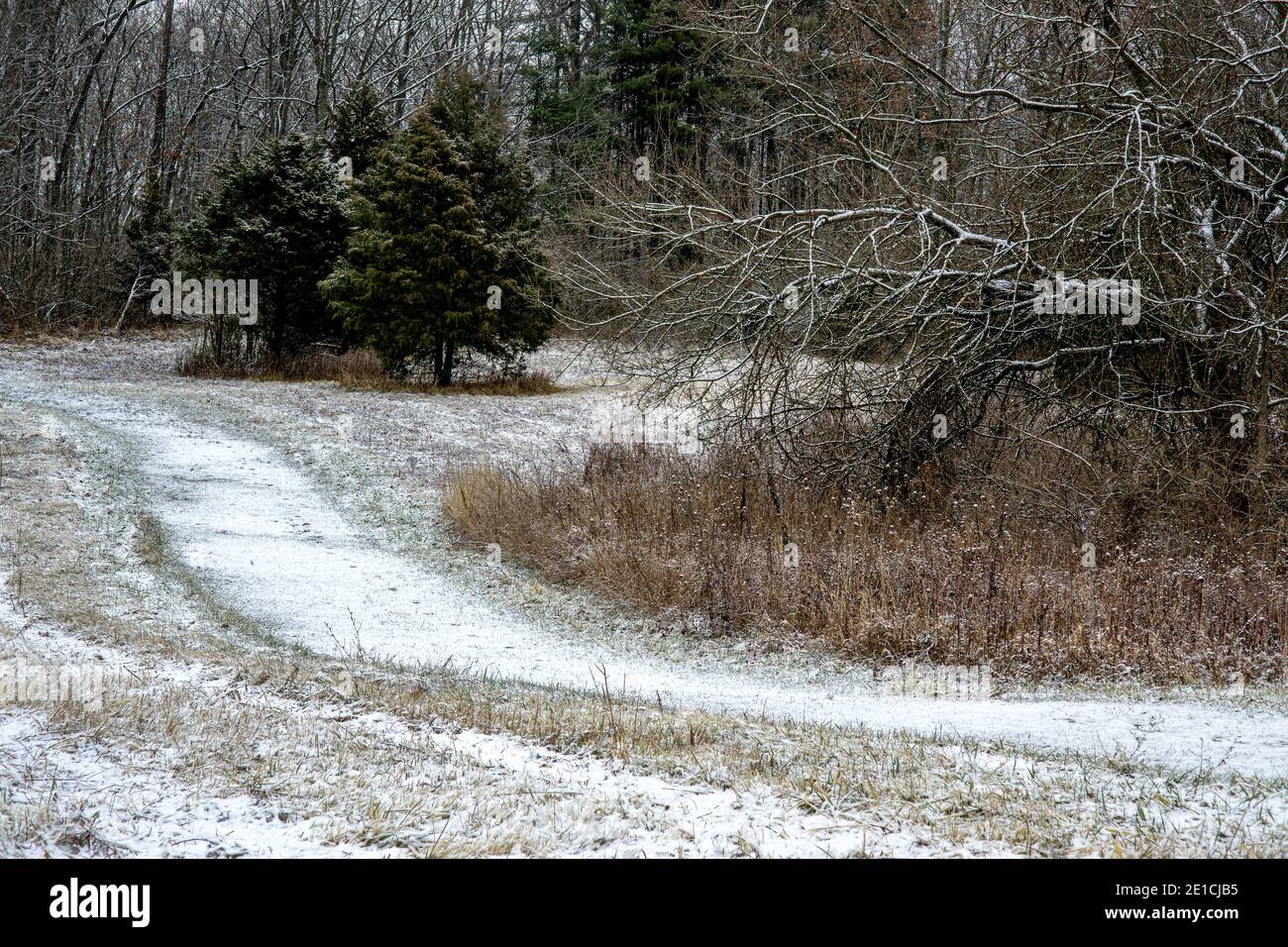 Snow covered trail leading into the forest Stock Photo - Alamy