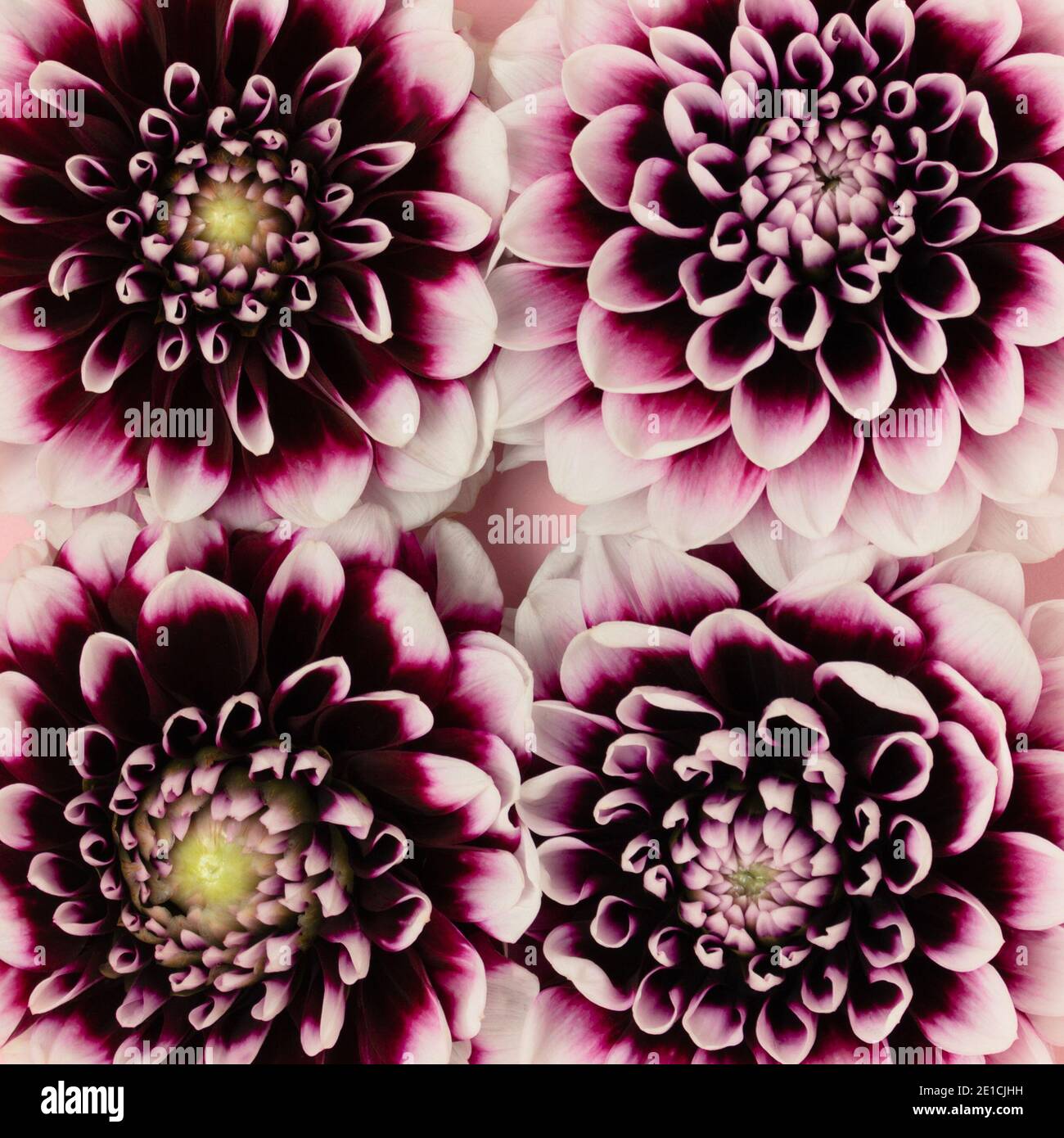 Purple dahlia flower texture. Springtime abstract background Stock ...