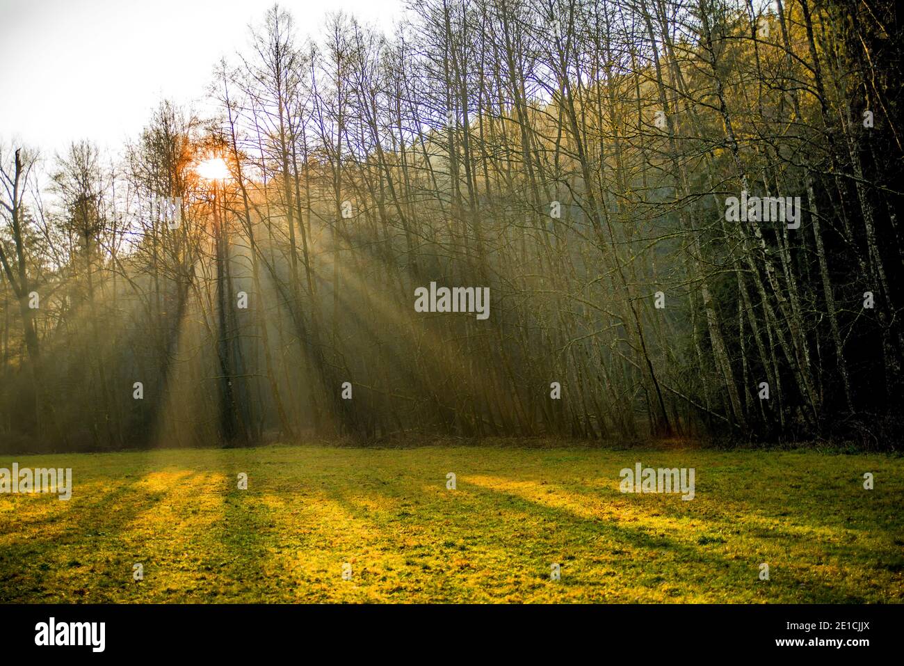 Sun Rays In A Forest Stock Photo - Alamy