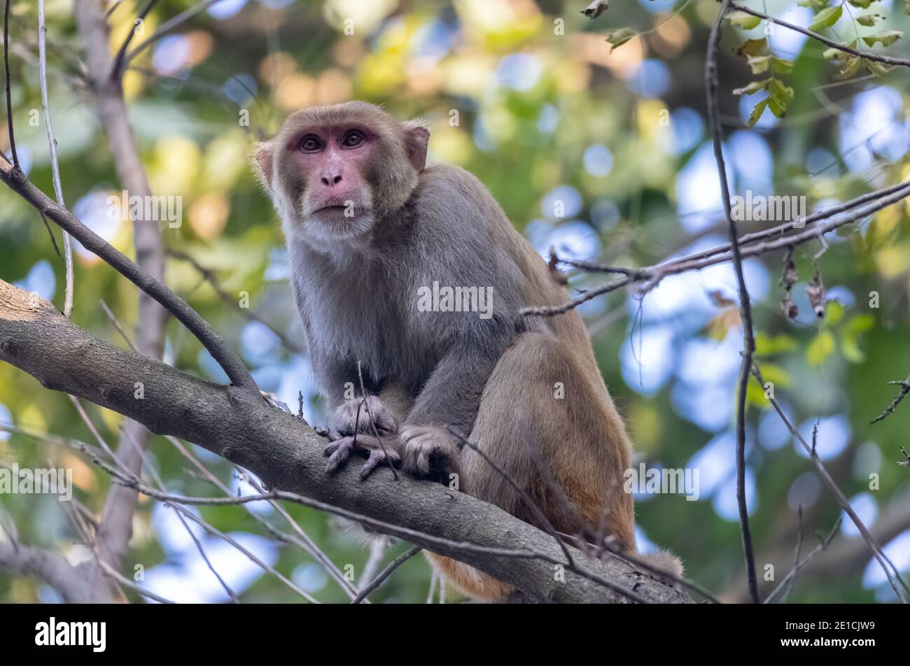Rhesus macaque (Macaca mulatta) or Indian Monkey in forest sitting on ...