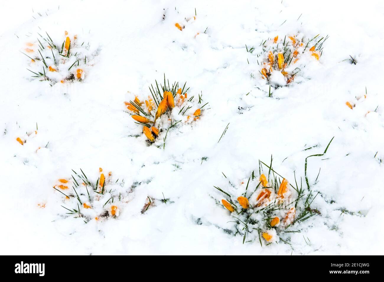 Yellow crocus in snow. Sudden winter in spring. Seasonal background ...