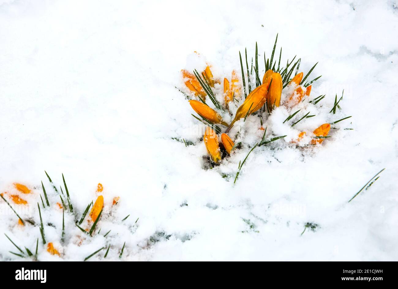 Yellow crocus in snow. Sudden winter in spring. Seasonal background ...