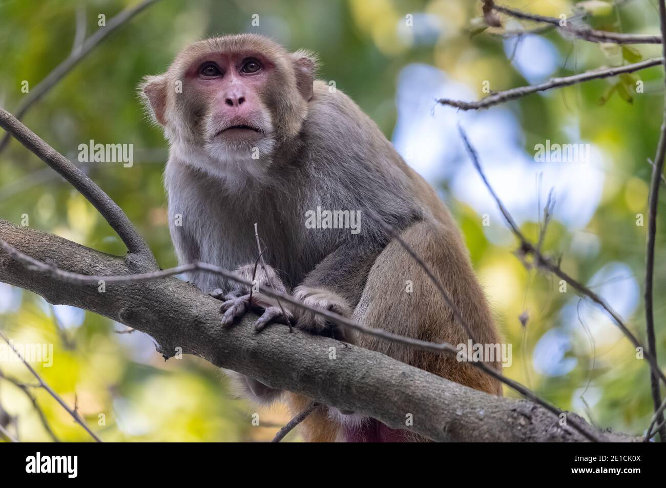 Rhesus macaque (Macaca mulatta) or Indian Monkey in forest sitting on tree Stock Photo - Alamy