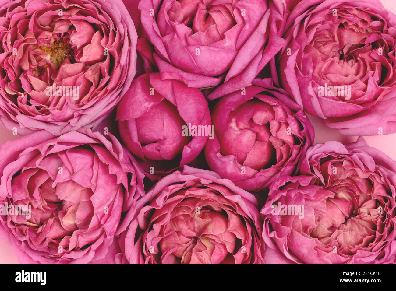 Pink rose flower texture. Springtime background. Floral tenderness ...