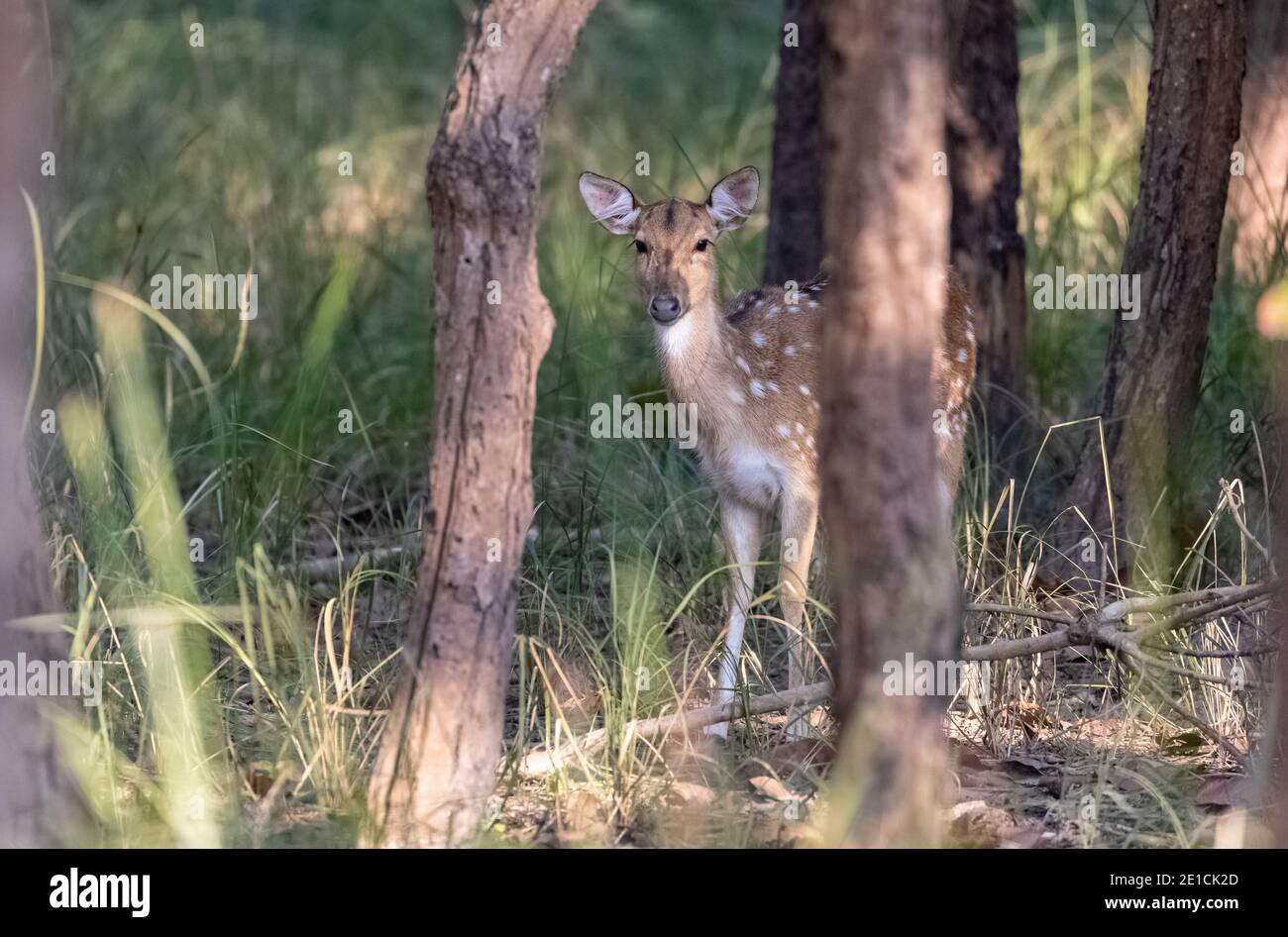 Spotted Deer or Chital (Axis axis) standing in the lush green forest ...