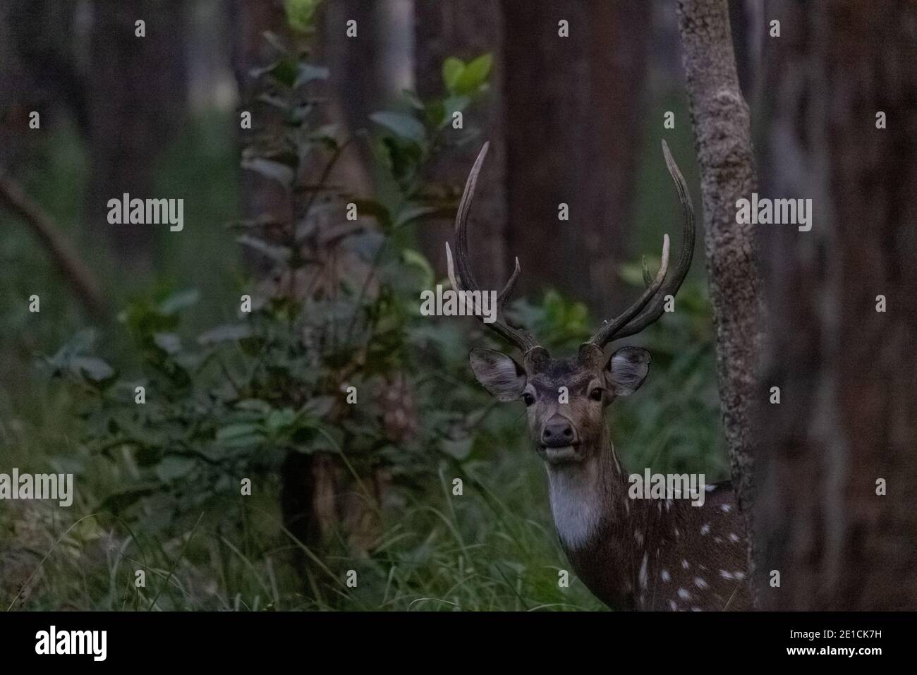 Species Of Deer Native To India High Resolution Stock Photography and ...
