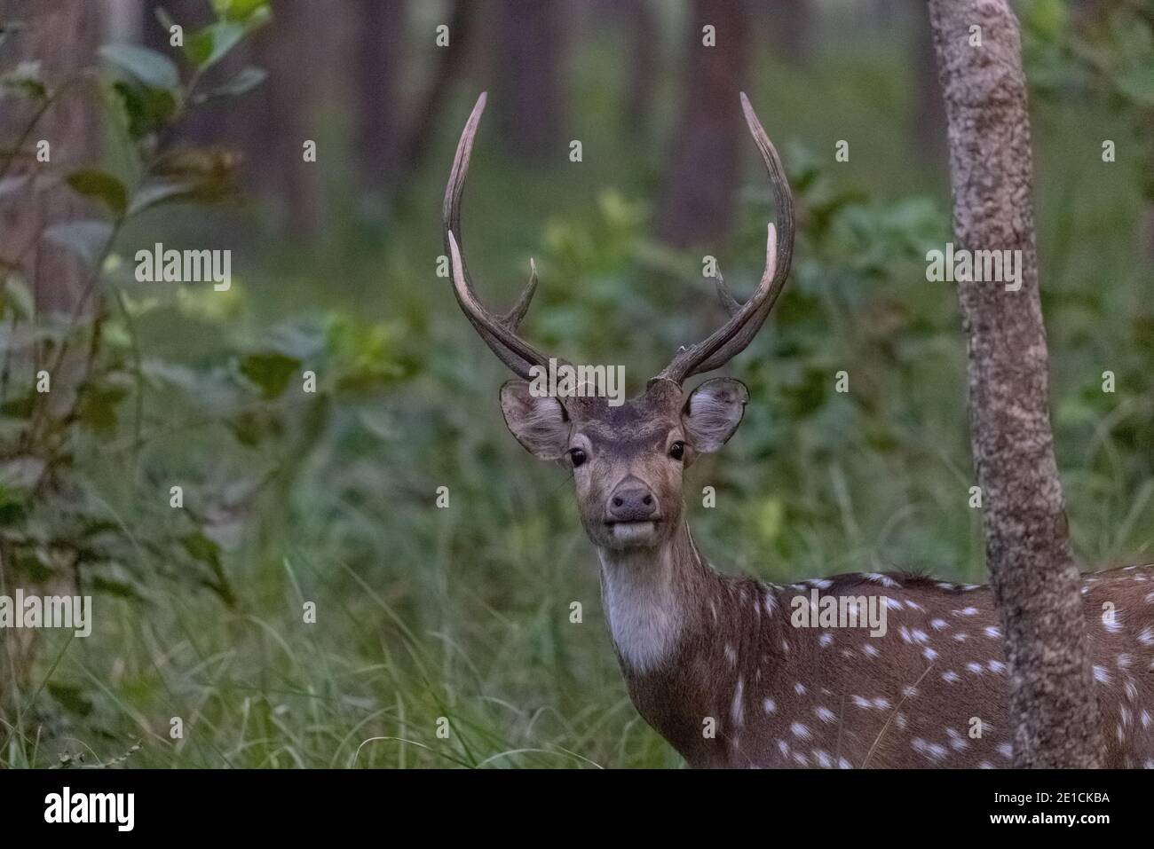 Spotted Deer or Chital (Axis axis) standing in the lush green forest ...
