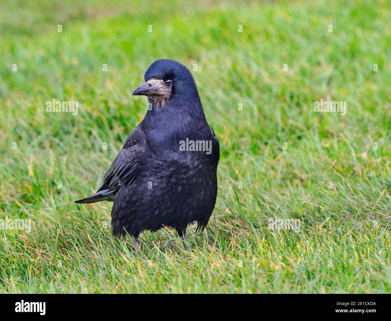 Rook Corvus frugilegus feeding in grassland East coast Norfolk Stock ...