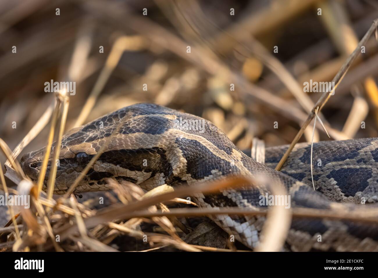 Rock Python (Python sebae) on dry grass in Forest Stock Photo - Alamy