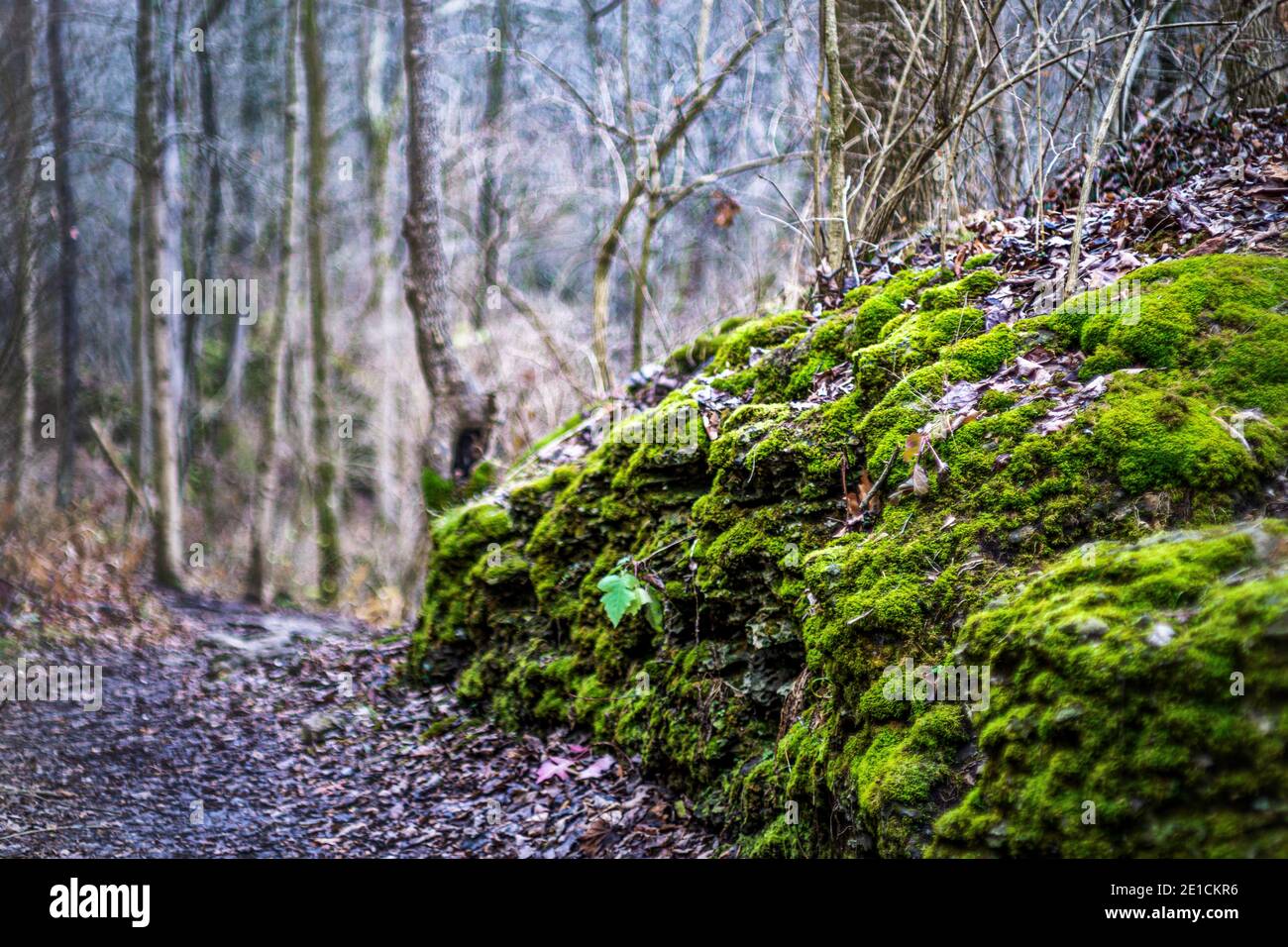 Green moss covered rock formation next to walking trail Stock Photo - Alamy
