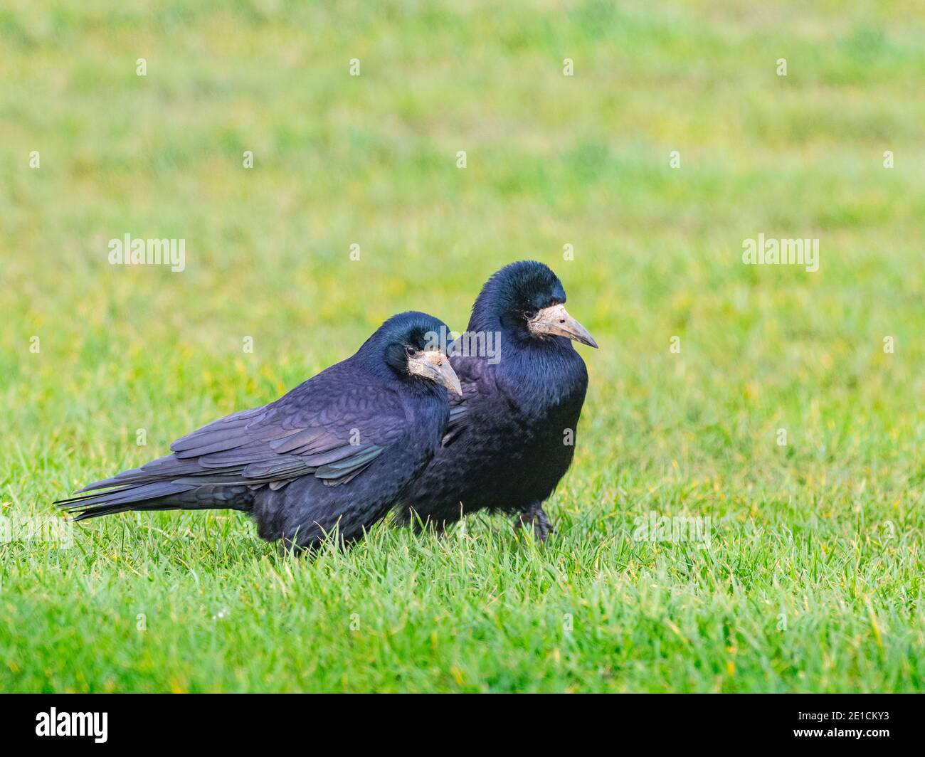 Pair family hi-res stock photography and images - Alamy