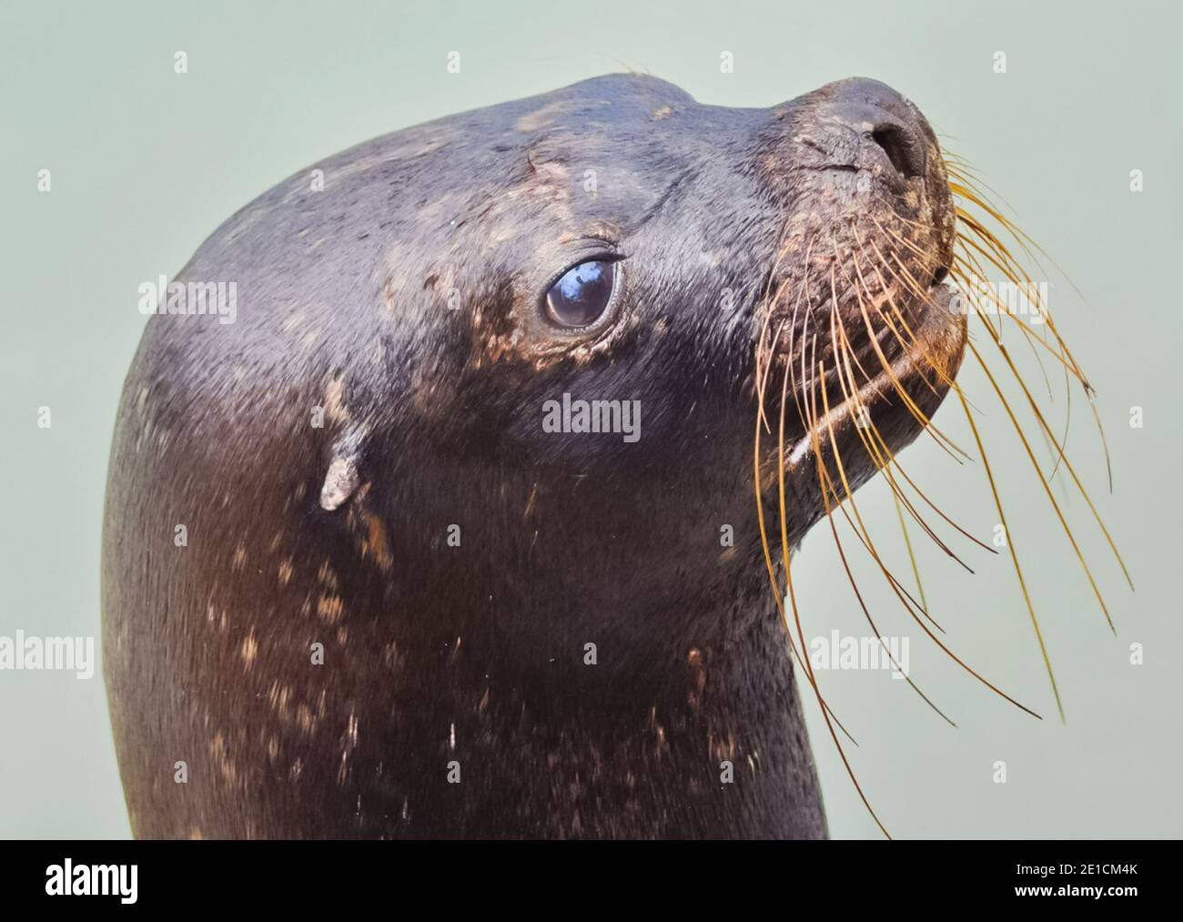 A navy seal at the zoo. The head of a sea gothic Stock Photo - Alamy