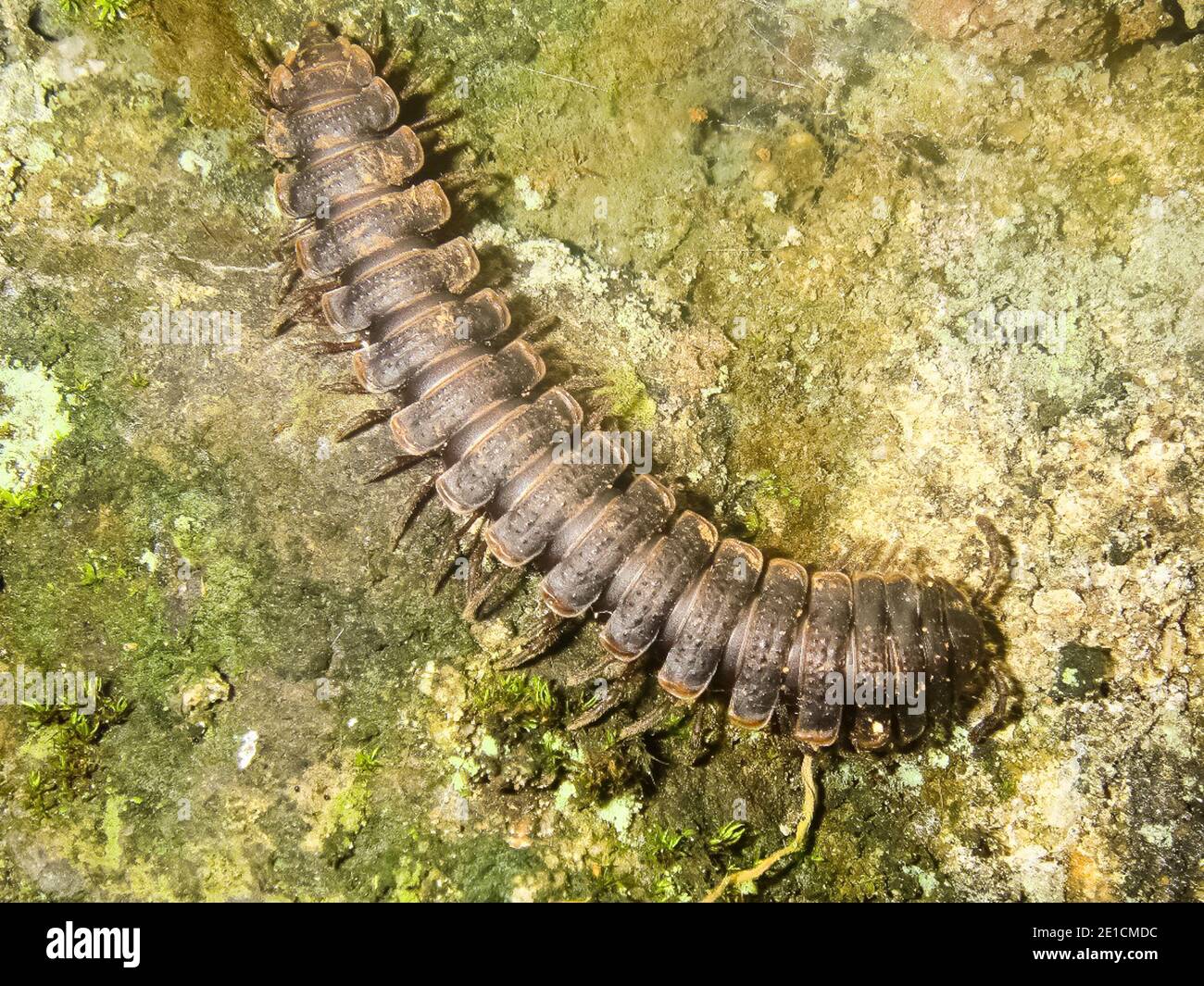 crawls on the moss centipede. centipede is a predatory insect Stock ...