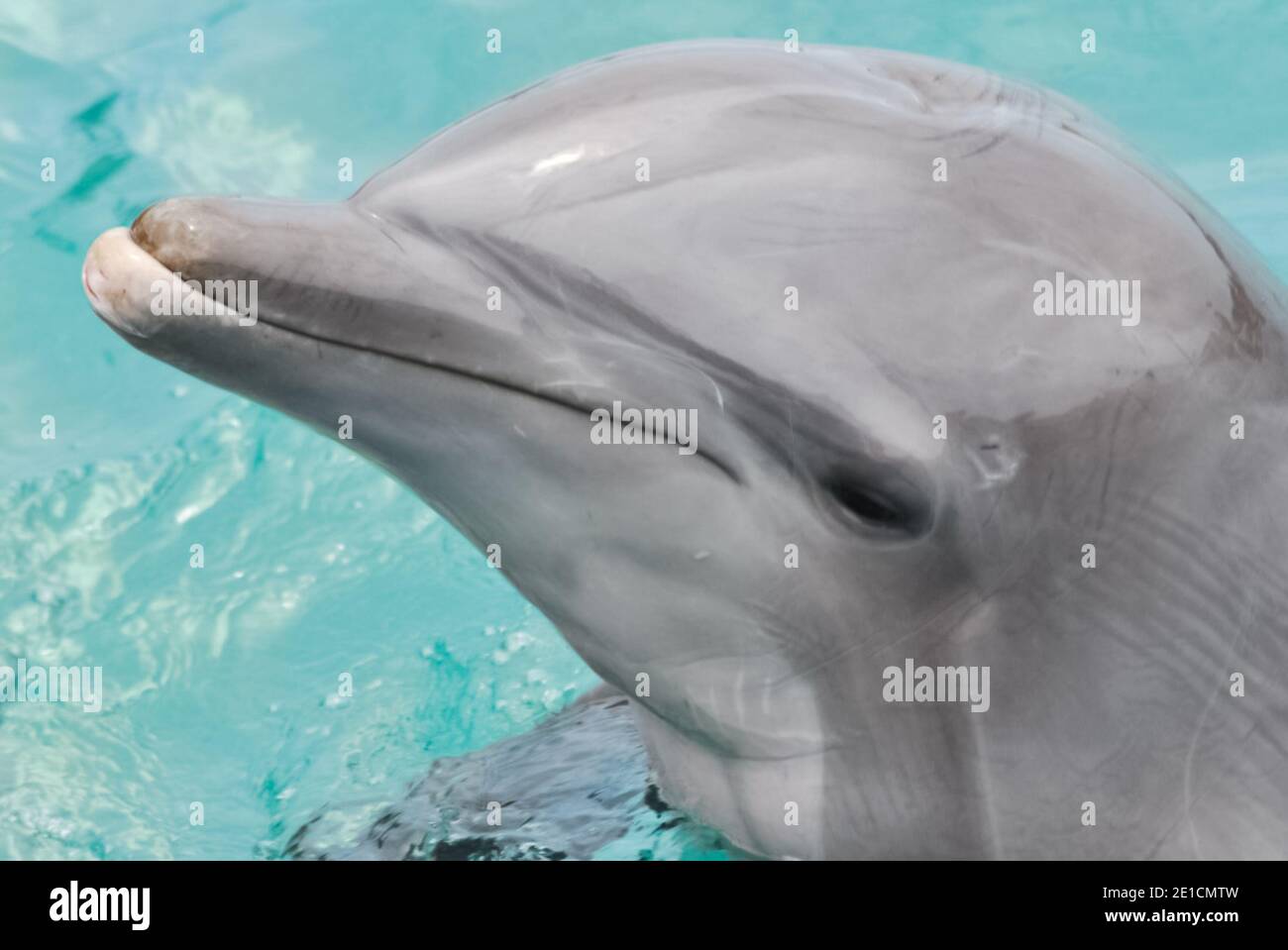 Dolphin in the pool. The head and the face of a dolphin Stock Photo - Alamy