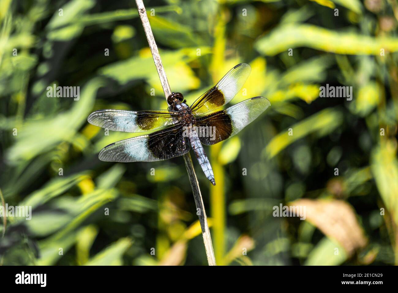 Black and white dragonfly sitting on a stem. Taken at Carriage Hill ...
