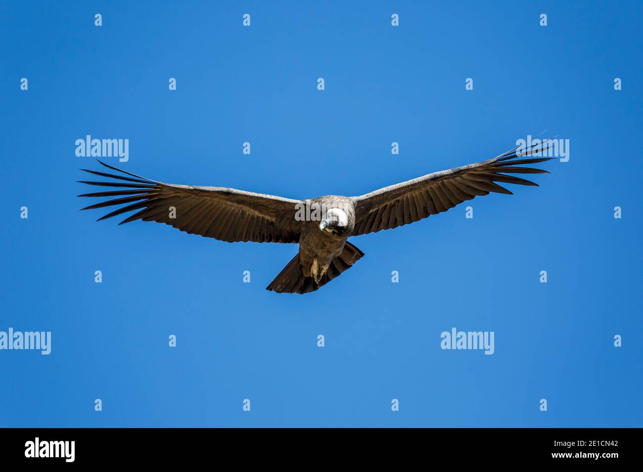 Andean condor (Vultur gryphus) flying over Colca Canyon, from Cross of ...