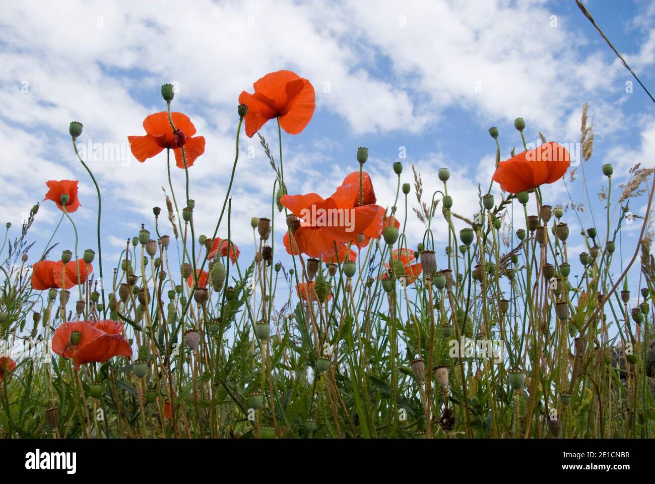 Ww1 poppies tour hi-res stock photography and images - Alamy