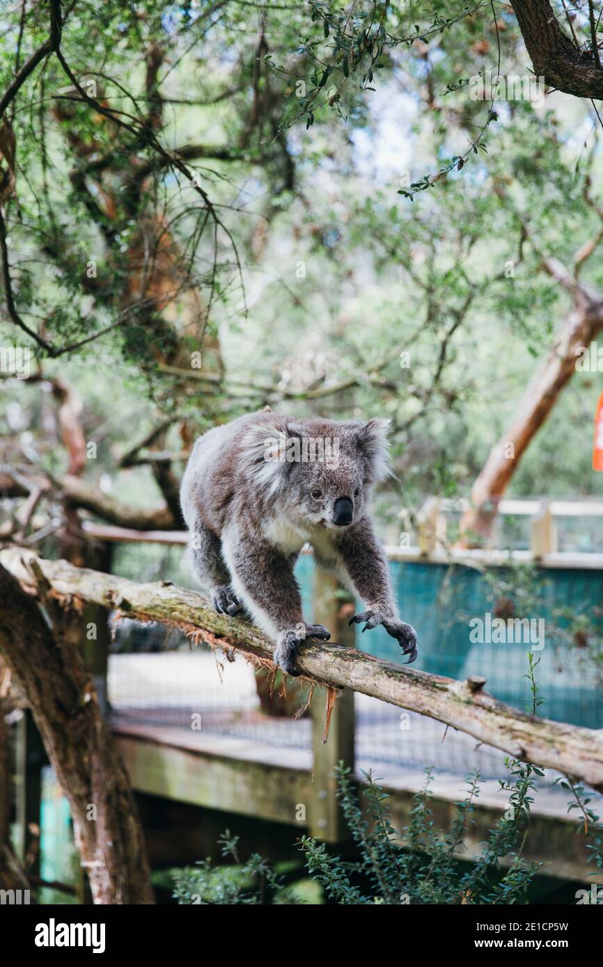 Beautiful koala walking on a tree in eucalyptus forest Stock Photo - Alamy