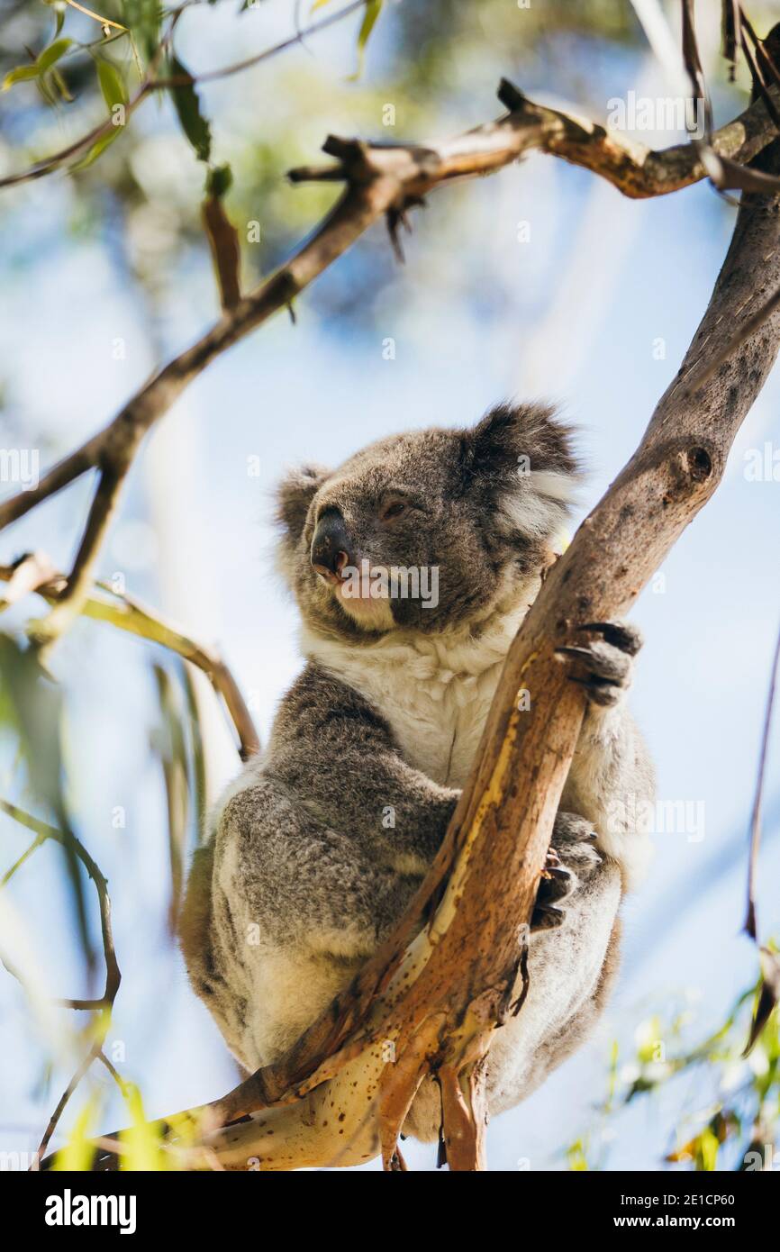 Koala on a eucalyptus tree in Australia Stock Photo - Alamy
