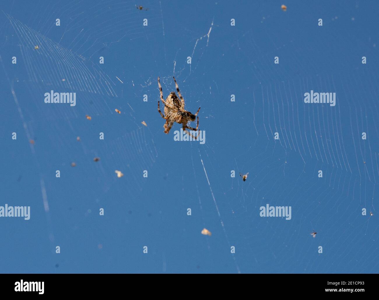 ARANEUS spider Orb-weaving spider Araneus Diadematus Stock Photo - Alamy