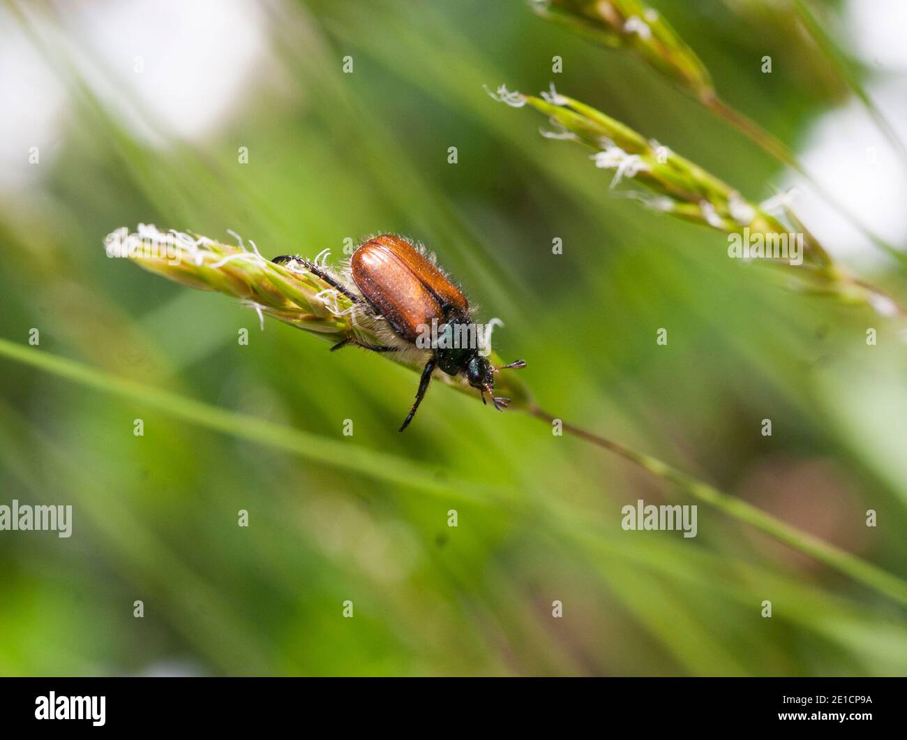 Summer beetle hi-res stock photography and images - Alamy