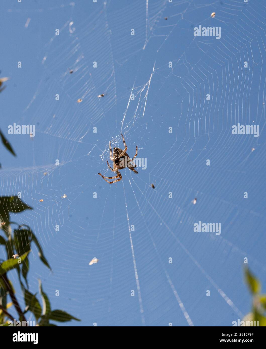 ARANEUS spider Orb-weaving spider Araneus Diadematus Stock Photo - Alamy