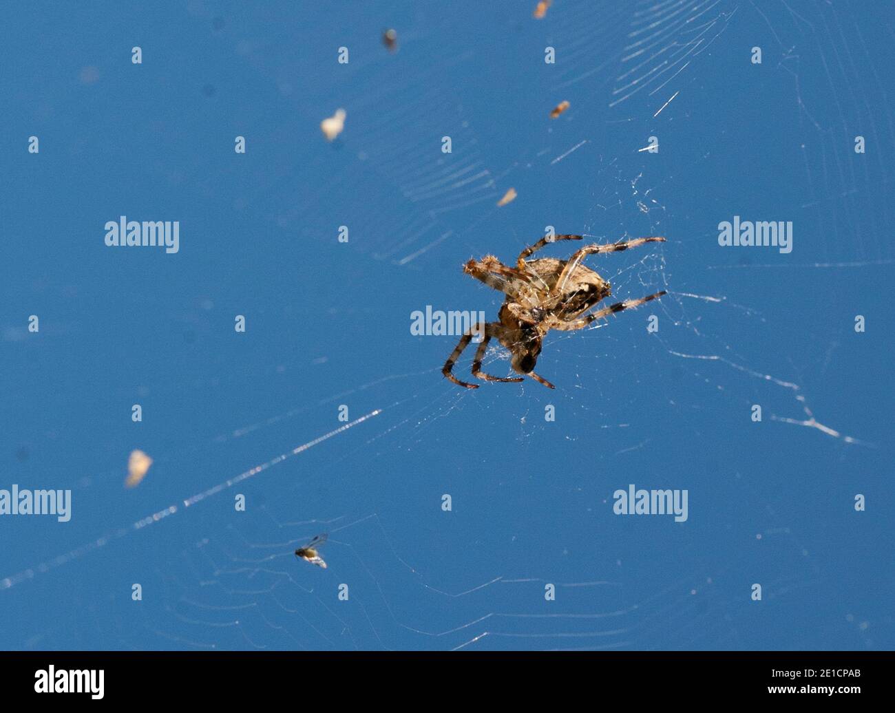 ARANEUS spider Orb-weaving spider Araneus Diadematus Stock Photo - Alamy
