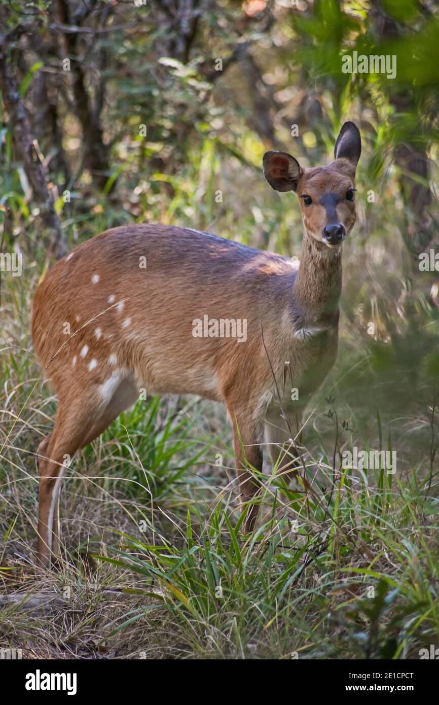 Female Bushbuck Tragelaphus scriptus 11147 Stock Photo - Alamy