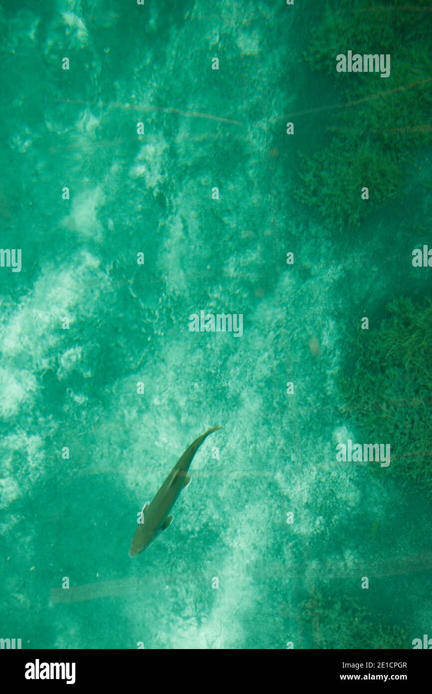 A view of Kitch-iti-kipi, Michigan's largest natural freshwater spring ...