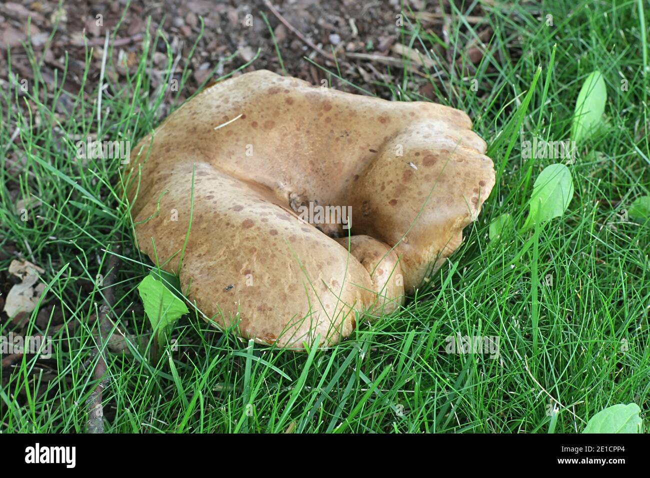 Paxillus involutus, commonly known as the brown roll-rim, common roll ...