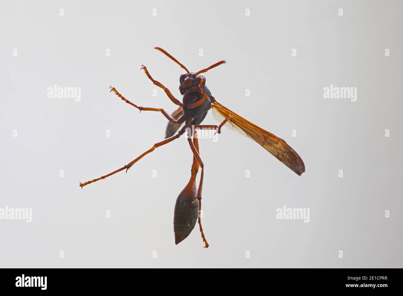 Paper Wasp Belonogaster juncea 6288 Stock Photo - Alamy