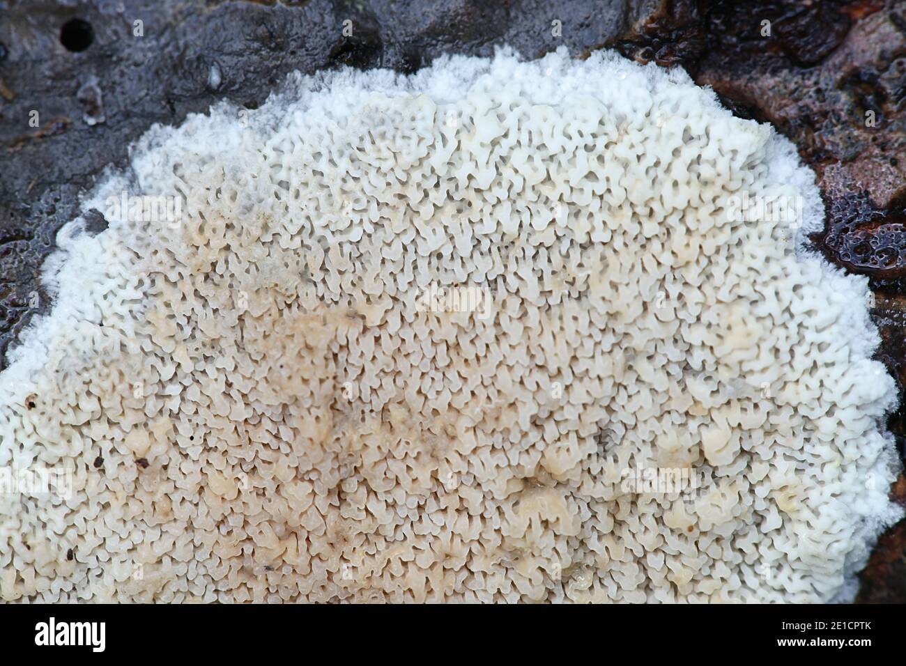Phlebia rufa, also called Merulius rufus, a crust fungus from Finland ...