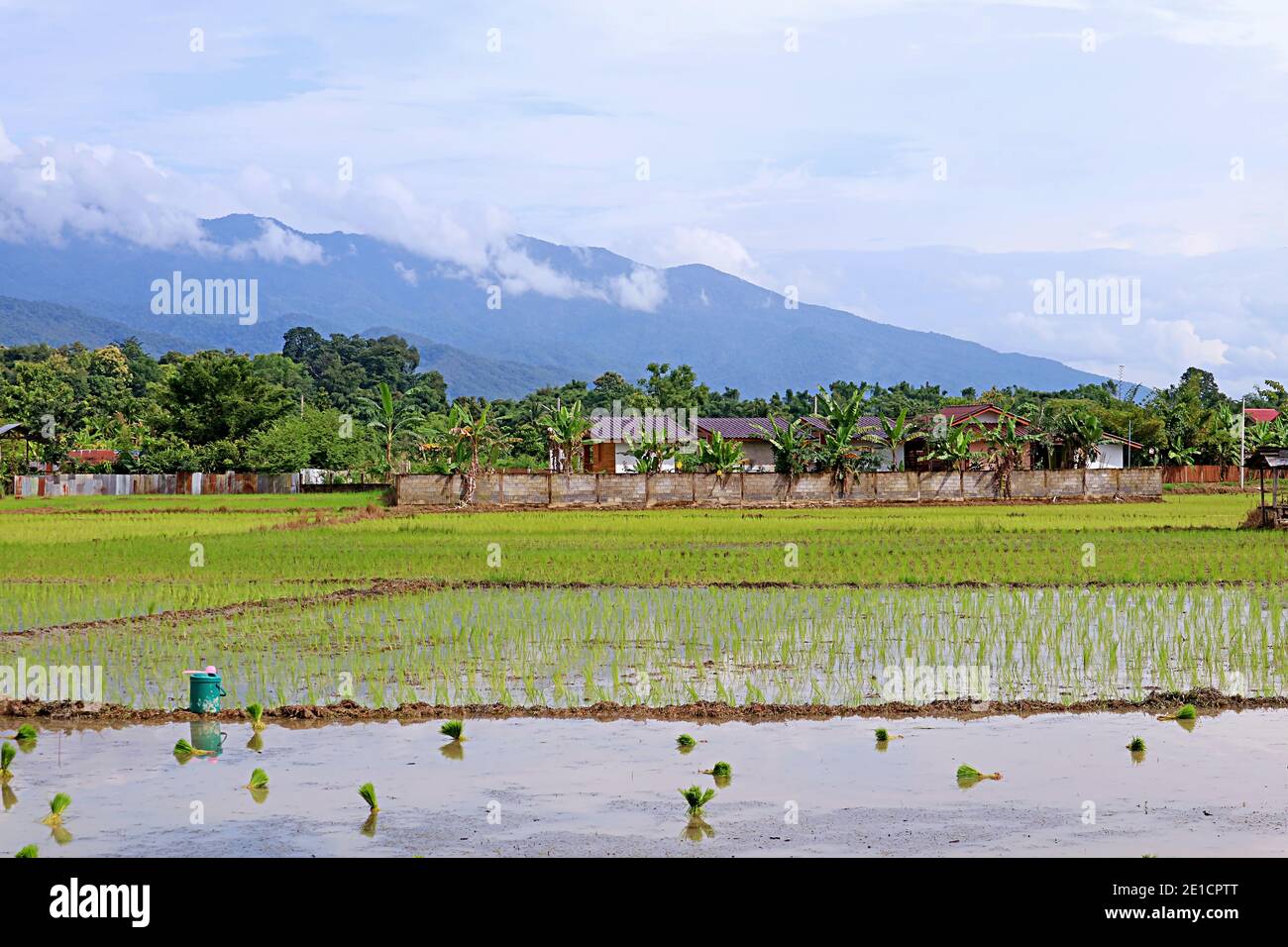 Process paddy into rice hi-res stock photography and images - Alamy