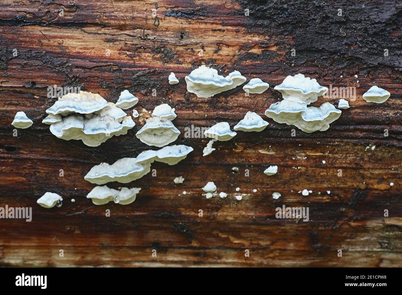 Blue bracket fungi hi-res stock photography and images - Alamy