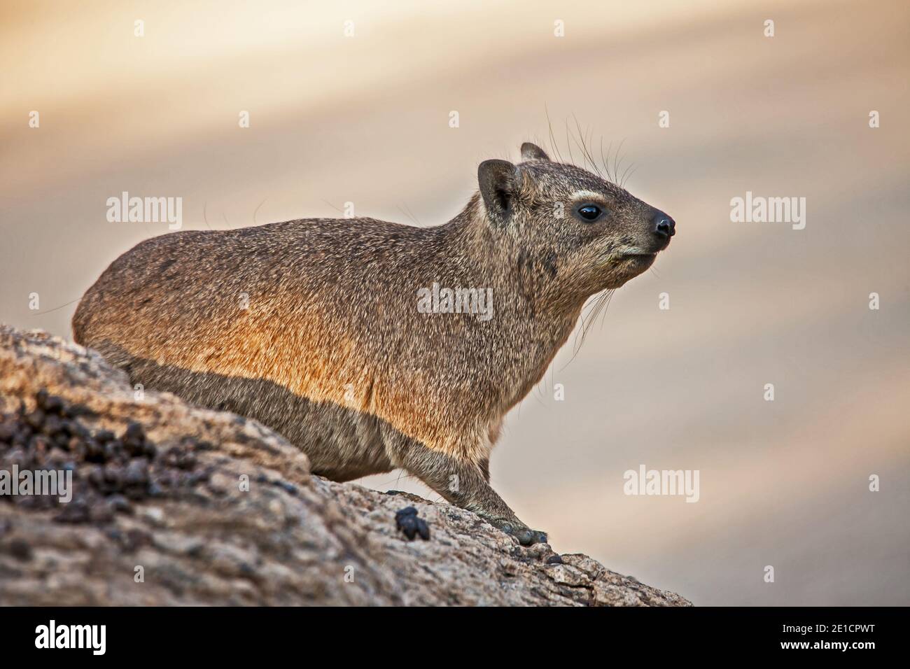 Rock Hyrax (Procavia capensis) 11217 Stock Photo - Alamy