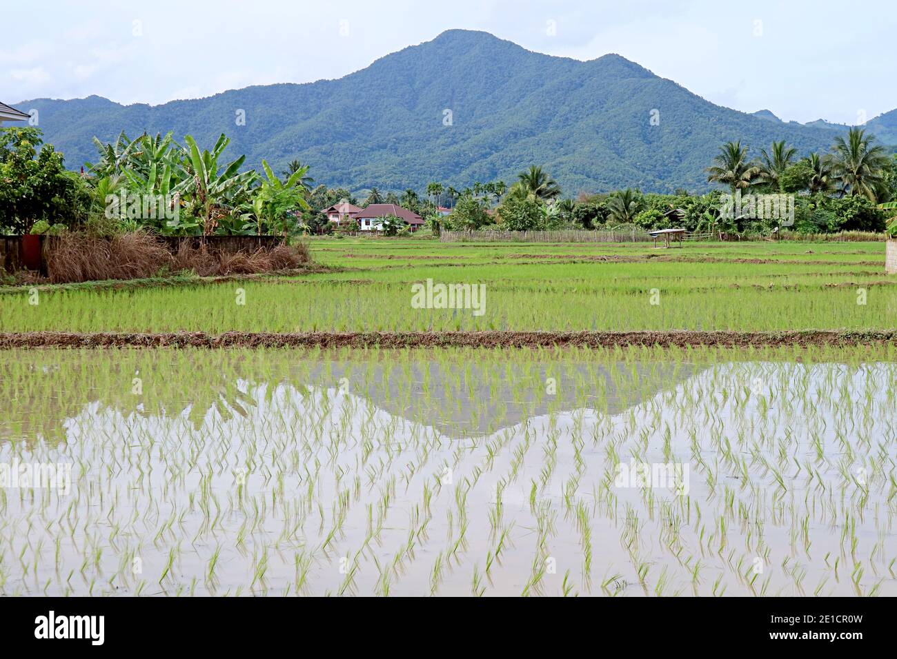 Paddy fields after the transplanting rice plants process, northern ...