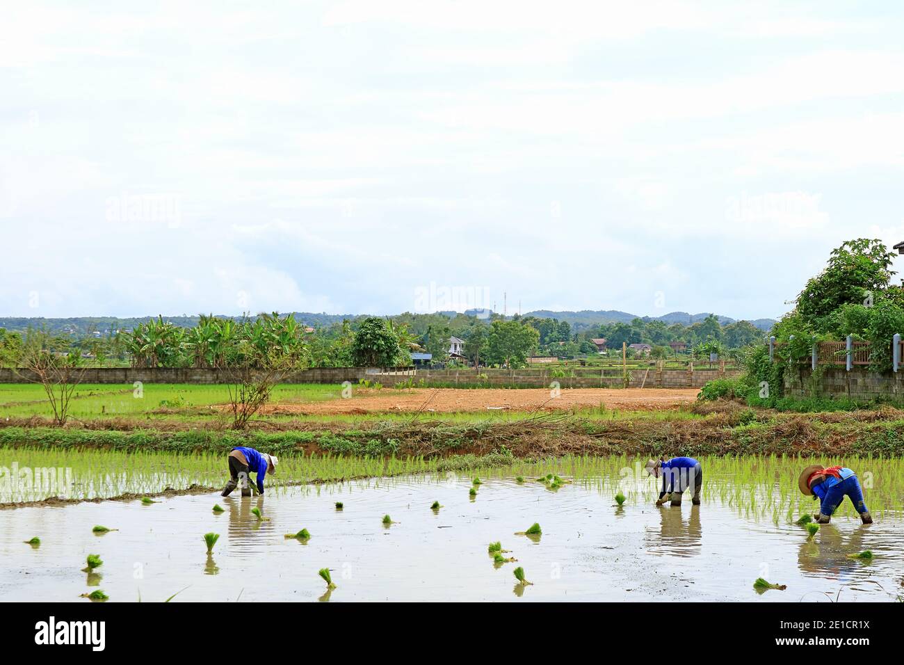Farmers transplanting rice plants in the paddy field by hands, northern ...