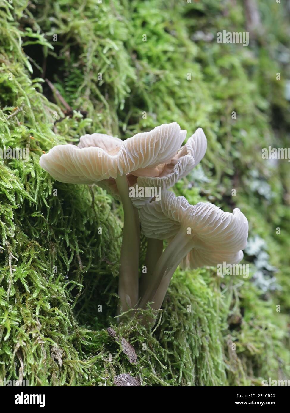 Mycena galericulata, known as the common bonnet, the toque mycena, or ...