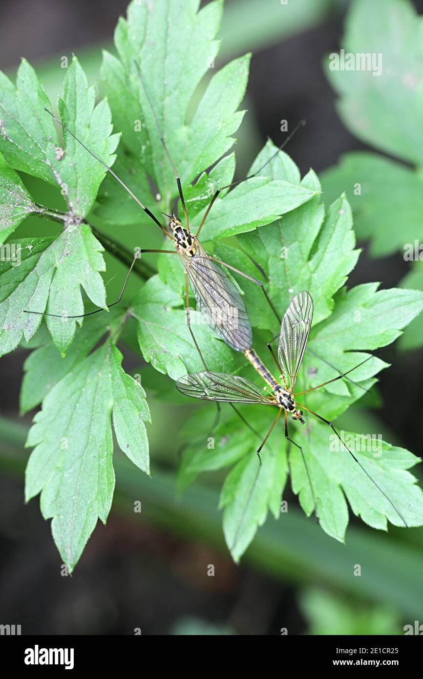 Copulating crane flies Stock Photo - Alamy