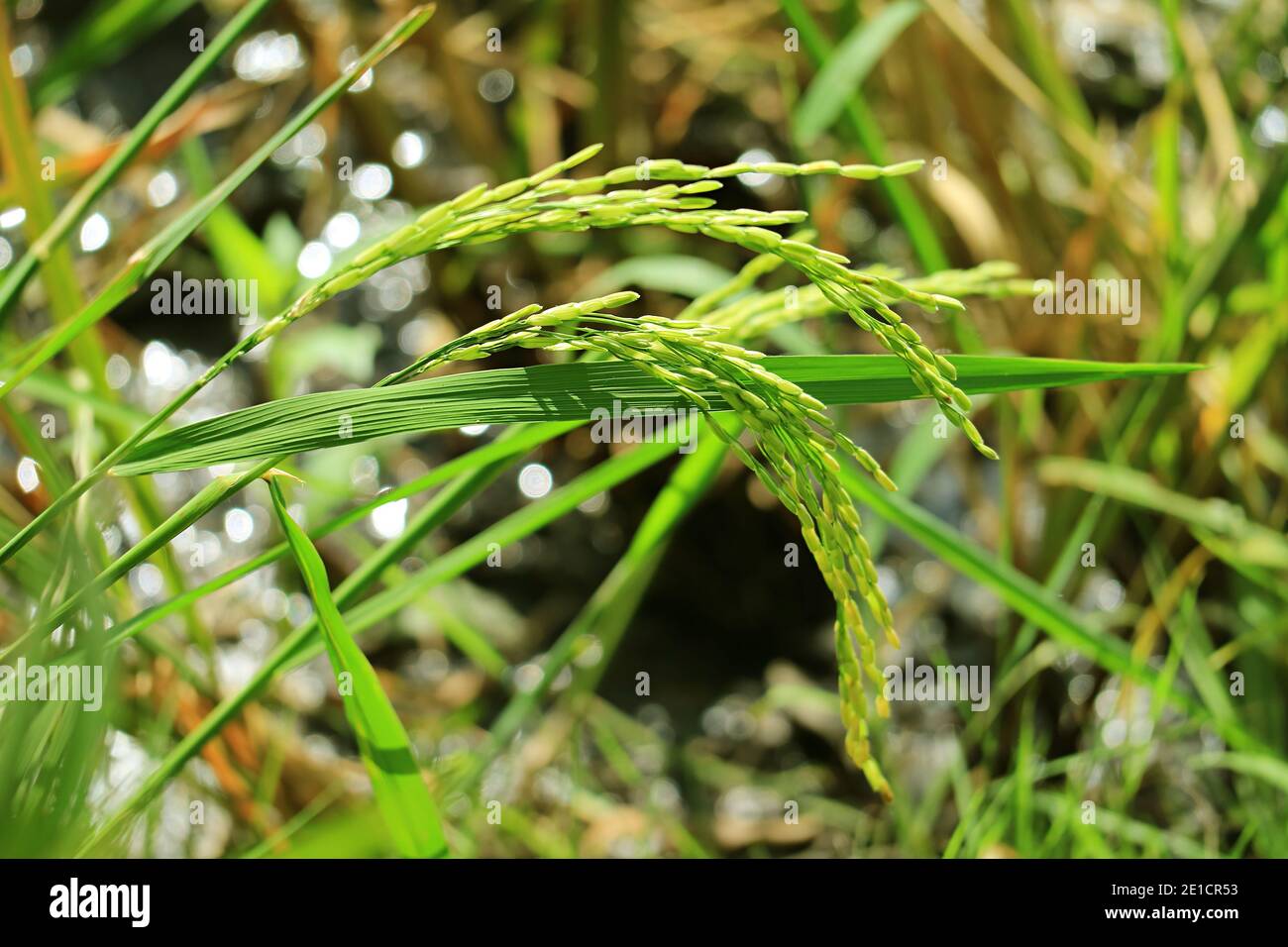 Ripening rice hi-res stock photography and images - Alamy