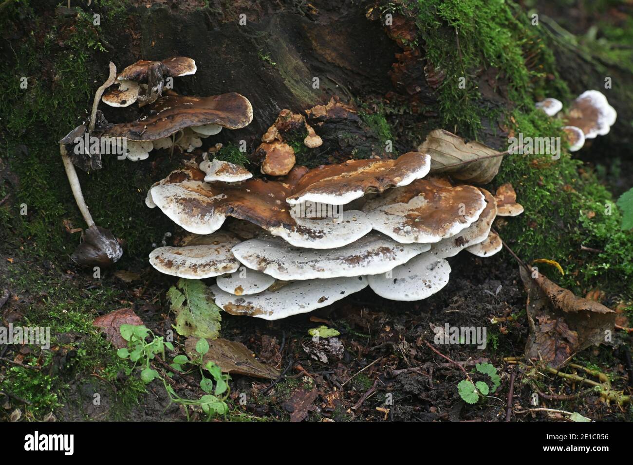 Bjerkandera fumosa, known also as Polyporus fumosus and Leptoporus ...