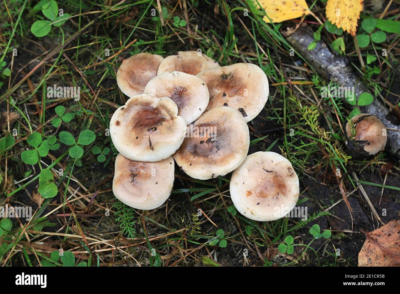 Hebeloma mesophaeum, known as veiled poisonpie or poison pie, wild ...