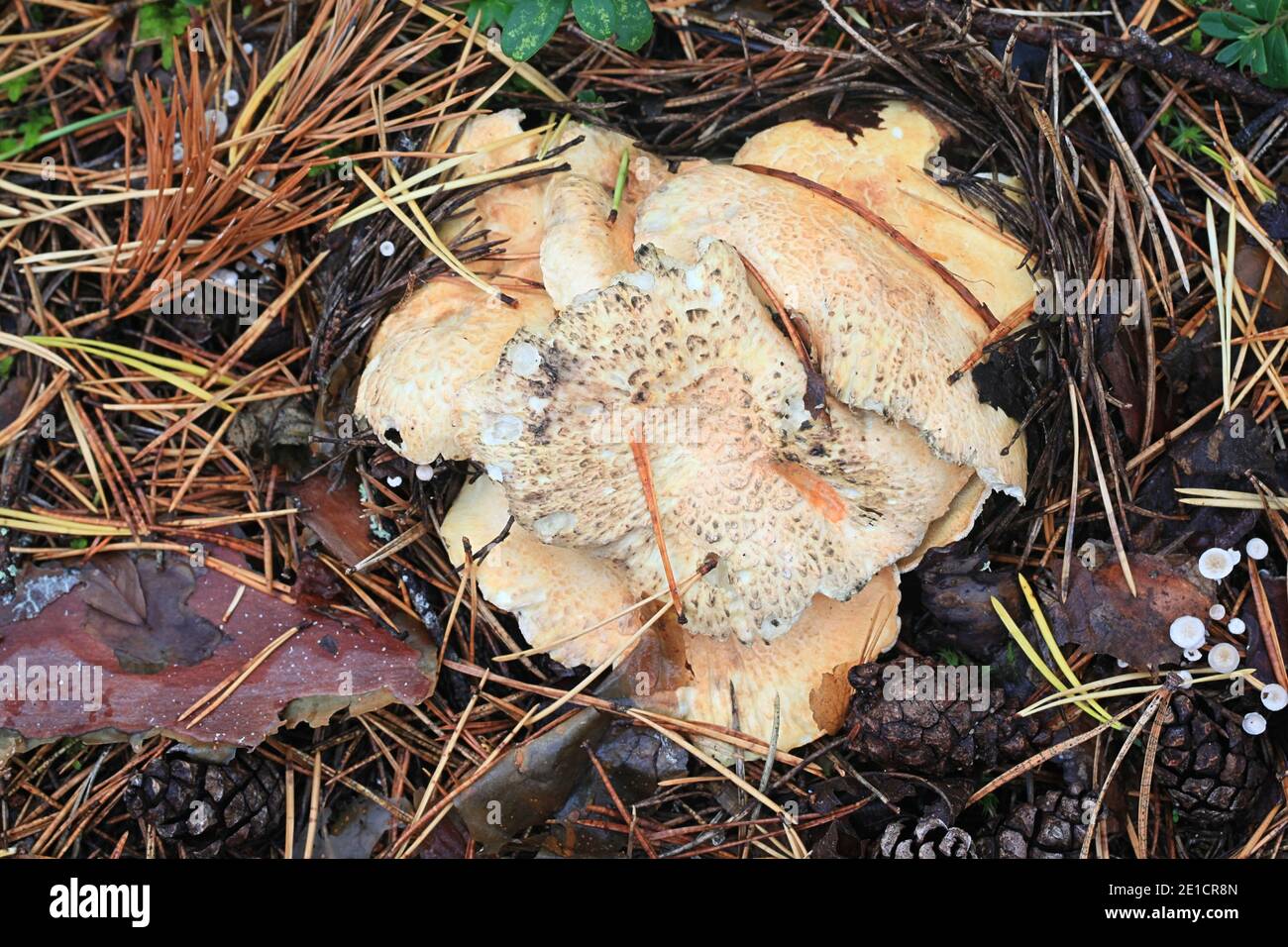 Albatrellus subrubescens, a polypore fungus from Finland with no common ...