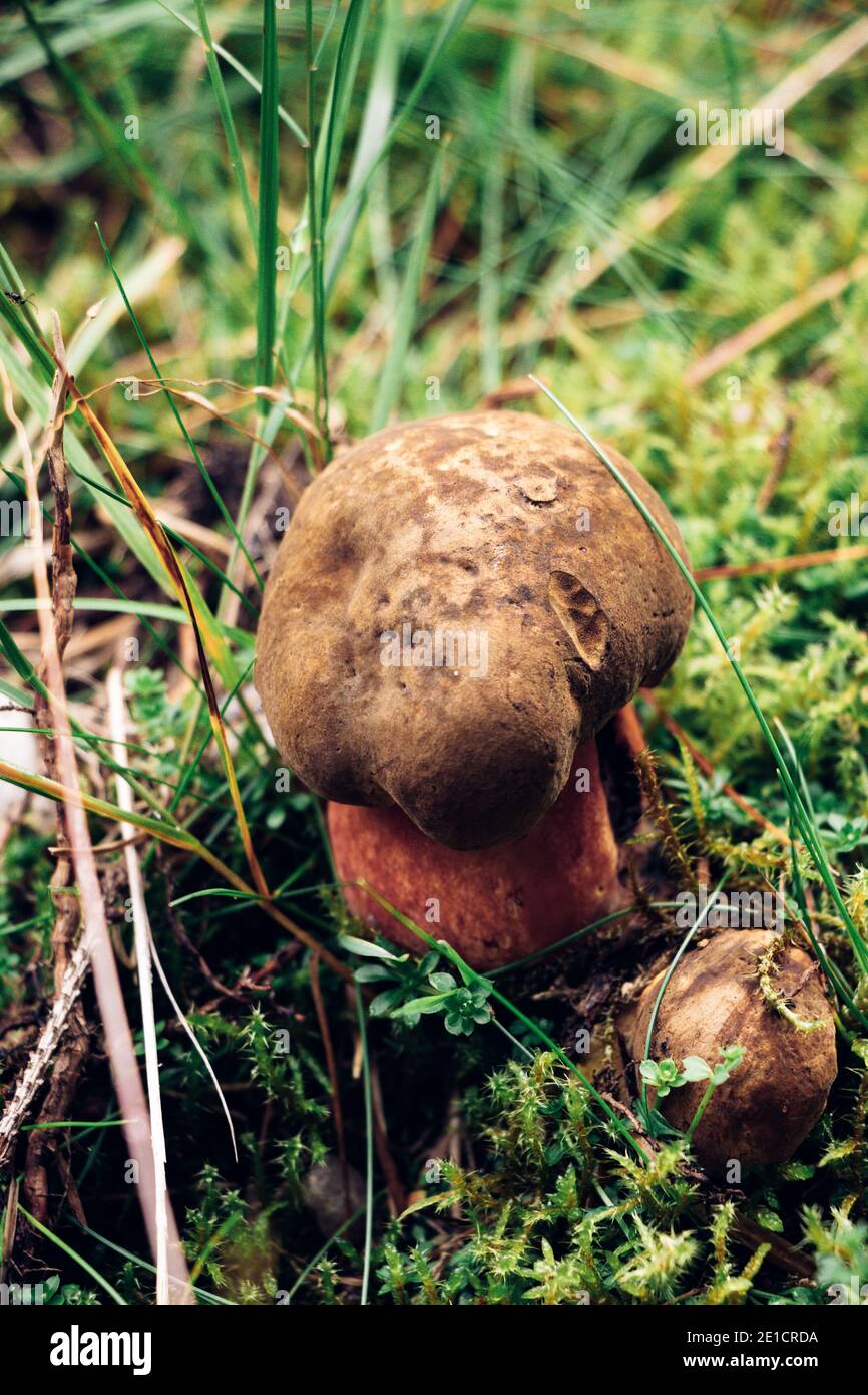 Very rare species of bolete mushroom - Boletus aereus. Hidden in the ...
