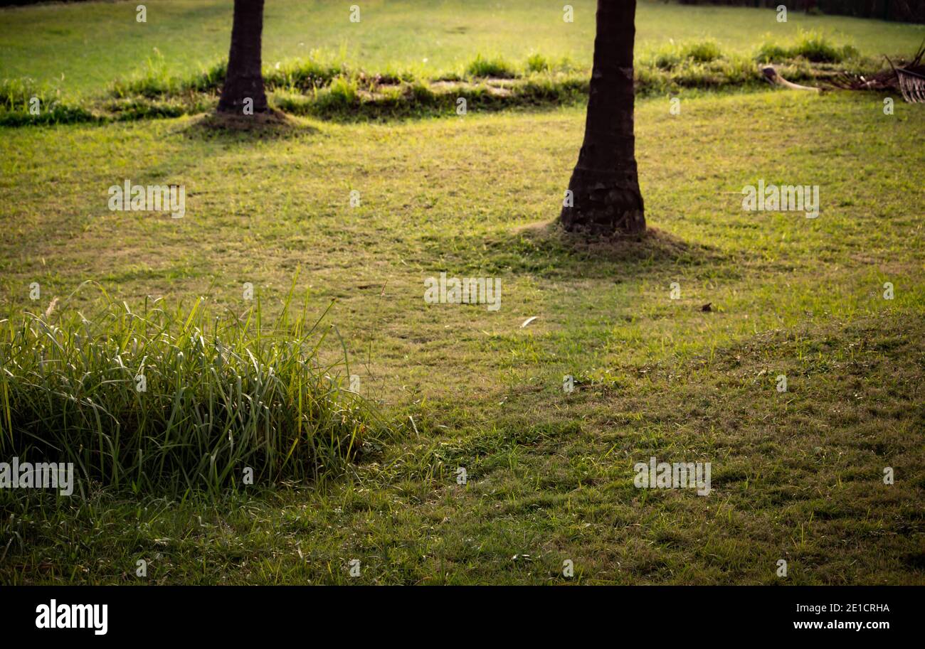 Beautiful lawn for recreation activities. Landscaped grass area in a ...