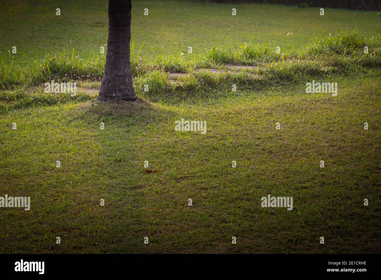 Beautiful lawn for recreation activities. Landscaped grass area in a ...