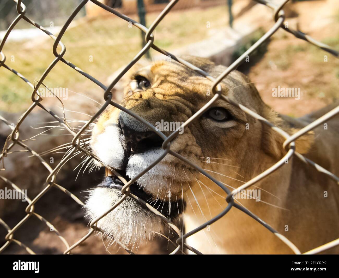 Lion cage roar hi-res stock photography and images - Alamy
